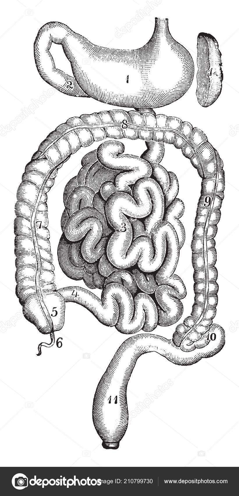 Illustration Represents Stomach Intestines Vintage Line Drawing ...