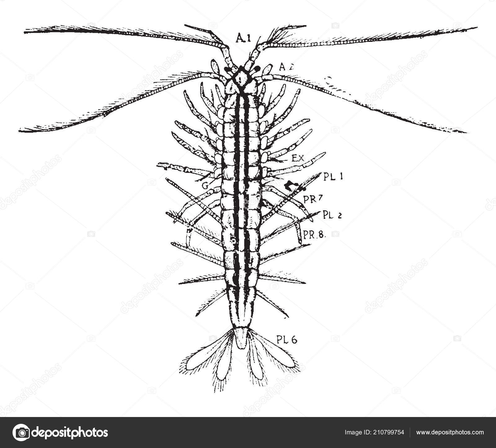 Anaspides Seventh Eighth Thoracic Limbs Pereiopods Vintage Line Drawing ...
