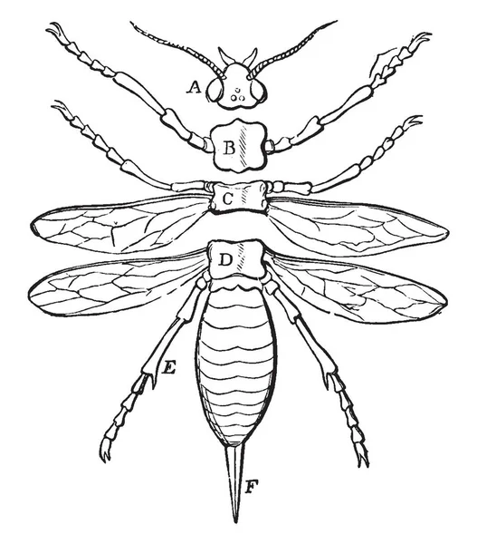 Springtail Family Collembolous Insects Vintage Line Drawing Engraving ...