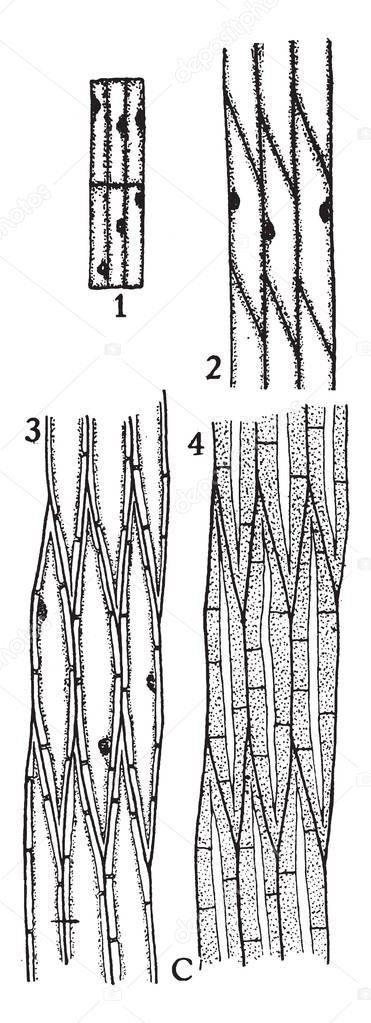 Una imagen que muestra la hoja del árbol de acedera. Las hojas del ...