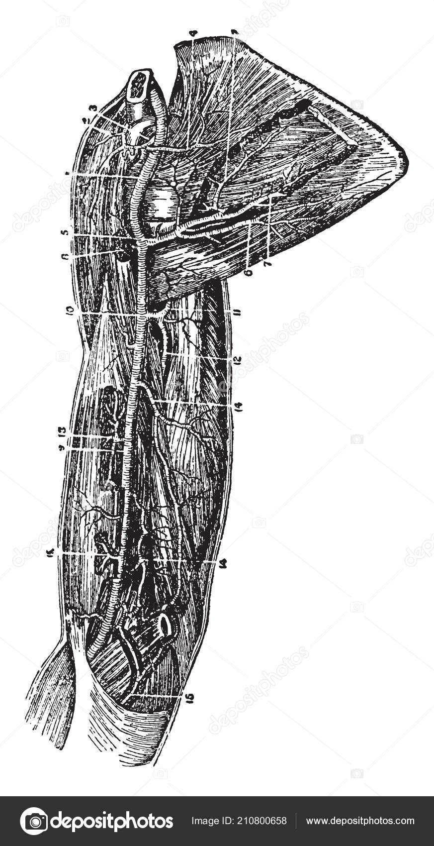 Illustration Represents Arteries Arm Vintage Line Drawing Engraving ...