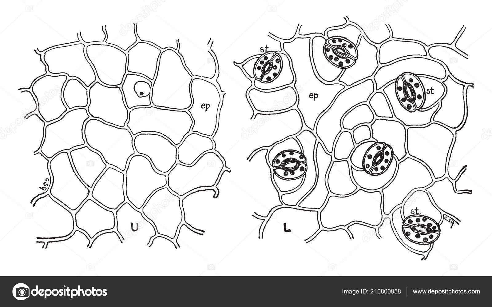 Leaf Epidermis Contains Opening Stomate Guard Cells Present Stomata ...