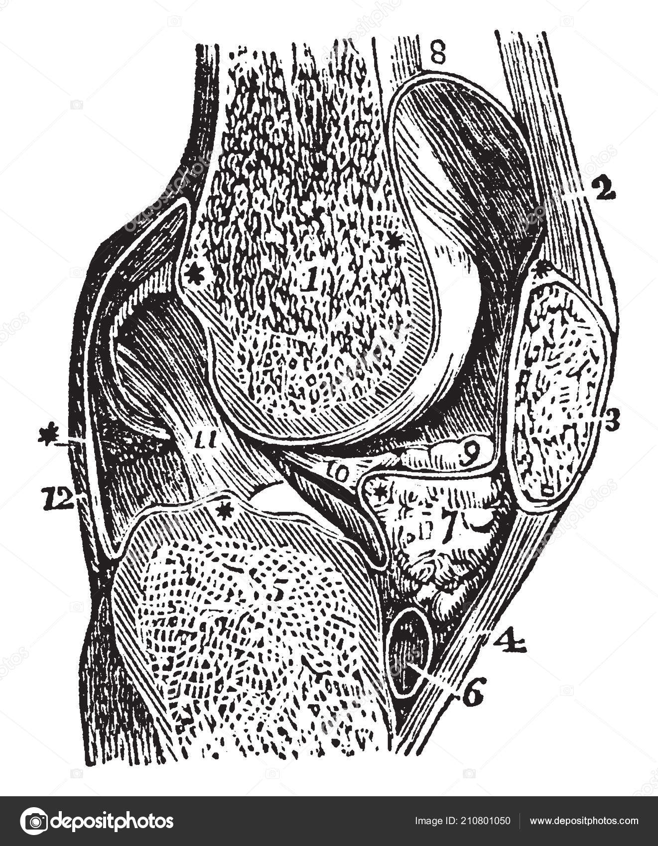 Sección vertical de la articulación de rodilla, ilustración vintage ...