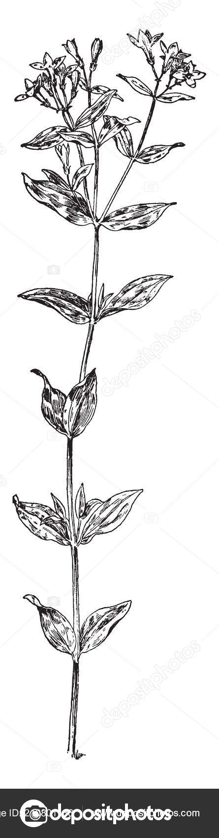 Picture Showing Blue Toad Flax Also Known Linaria Canadensis Belongs ...