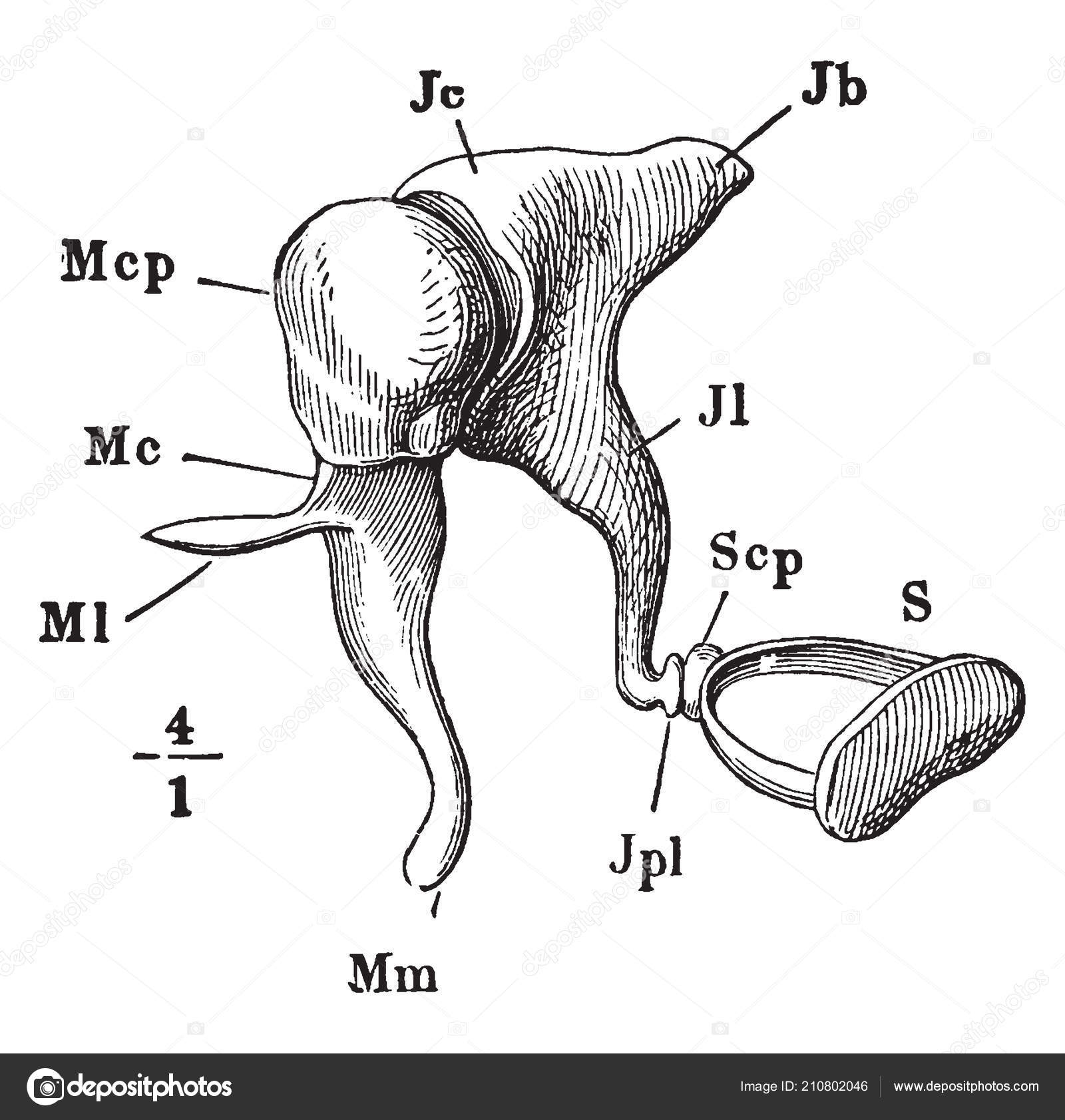 Illustration Represents Auditory Ossicles Vintage Line Drawing ...