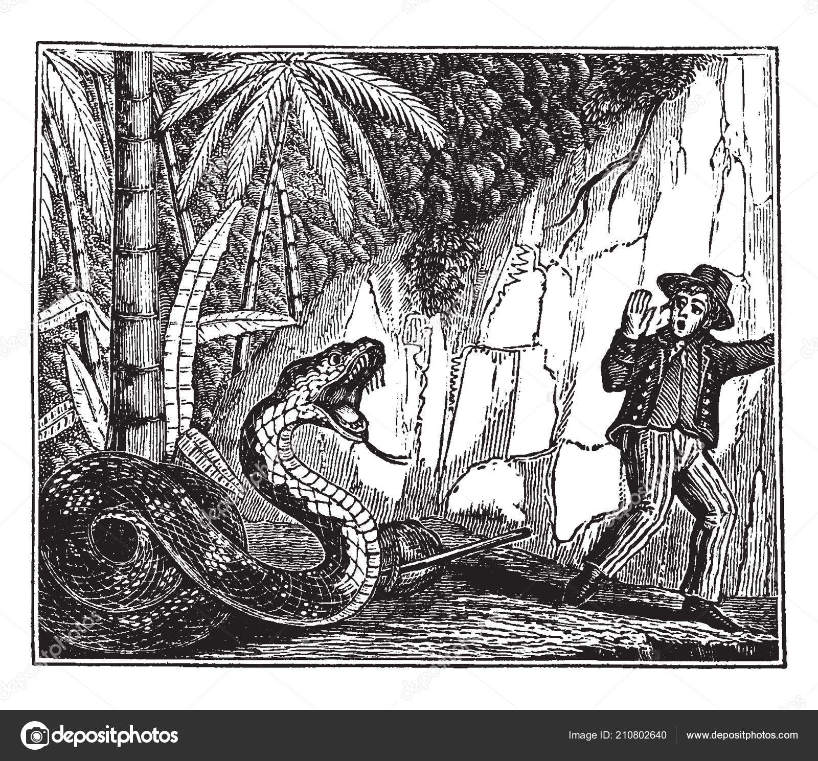 Illustration Represents Escape Serpent Ceylon Vintage Line Drawing ...