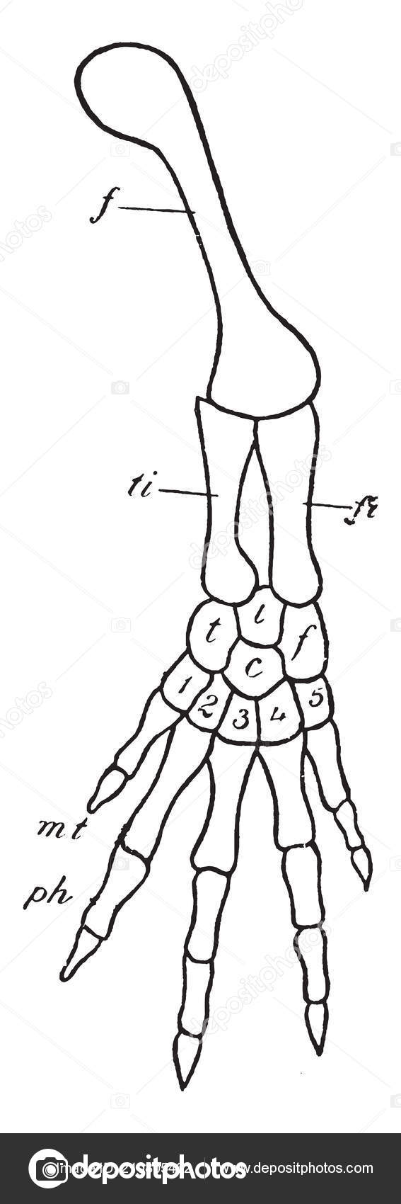 Tarsalia Bearing Corresponding Digits Metatarsals Phalanges Vintage ...