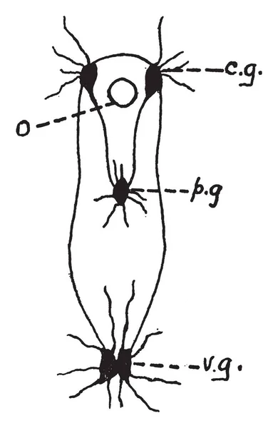 26,058,002 Hormone diagram Vector Images | Depositphotos