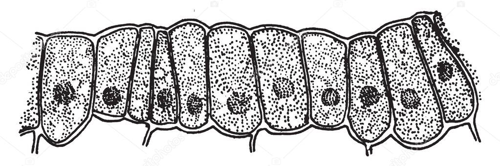 Rustication Stock Vectors, Royalty Free Rustication Illustrations ...