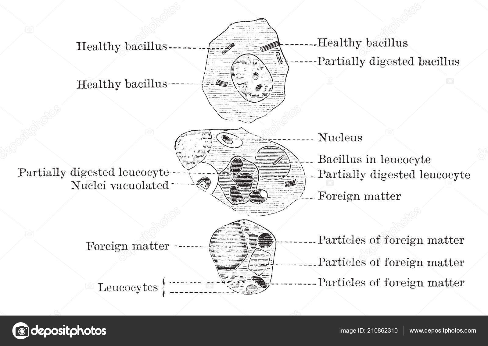 Human Colorless Blood Corpuscle Showing Its Successive Changes Outline ...