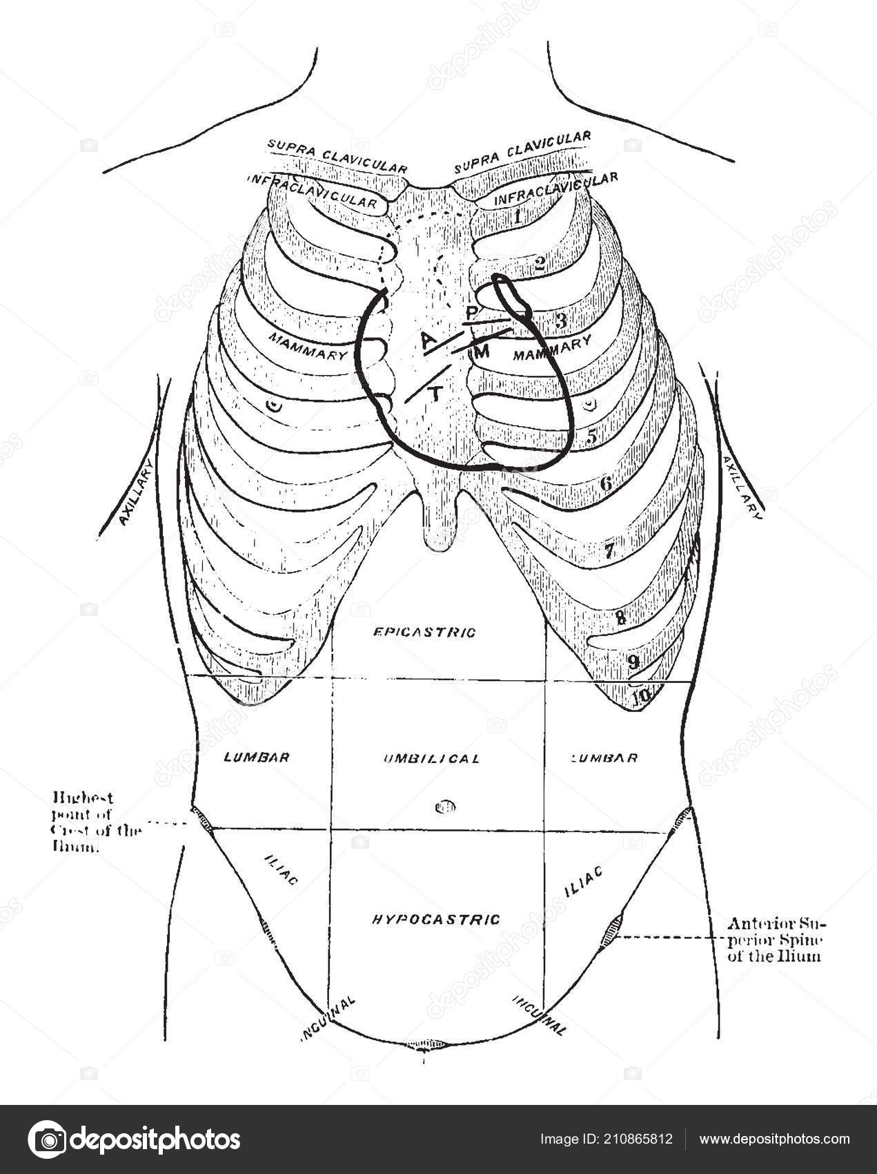 Quadrants Abdominal Quadrant Drawing Abdomen Illustration Science ...