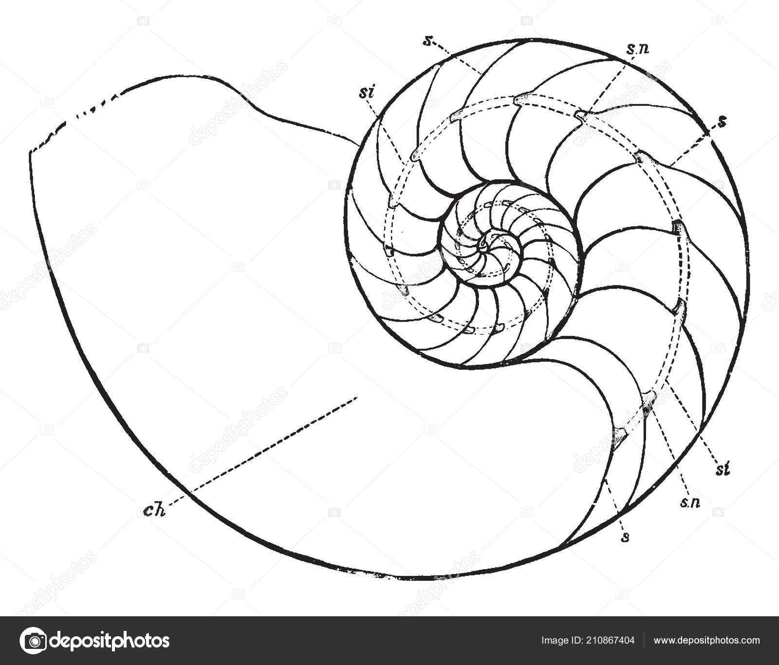 Chambered Nautilus Drawing