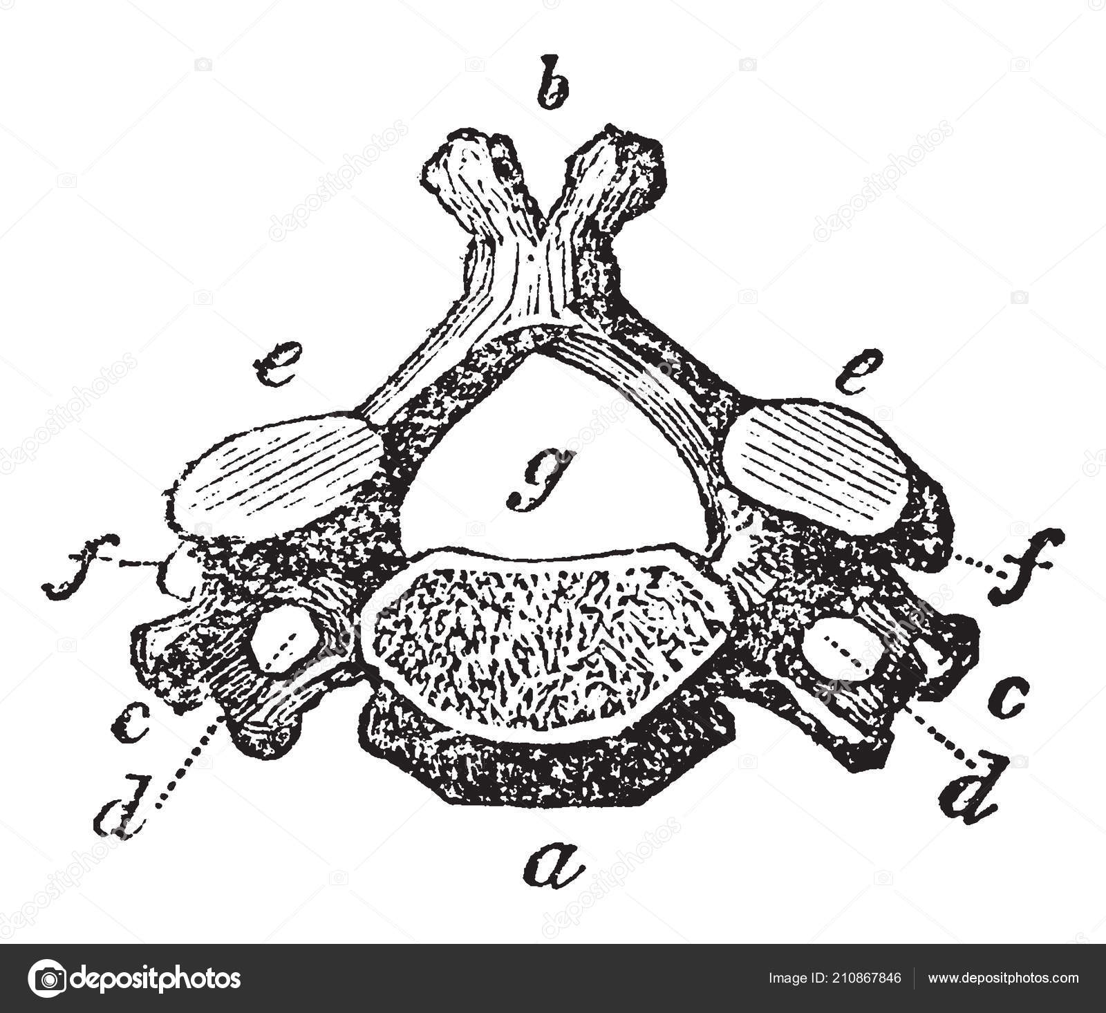 Illustration Represents Vertebra Neck Vintage Line Drawing Engraving ...