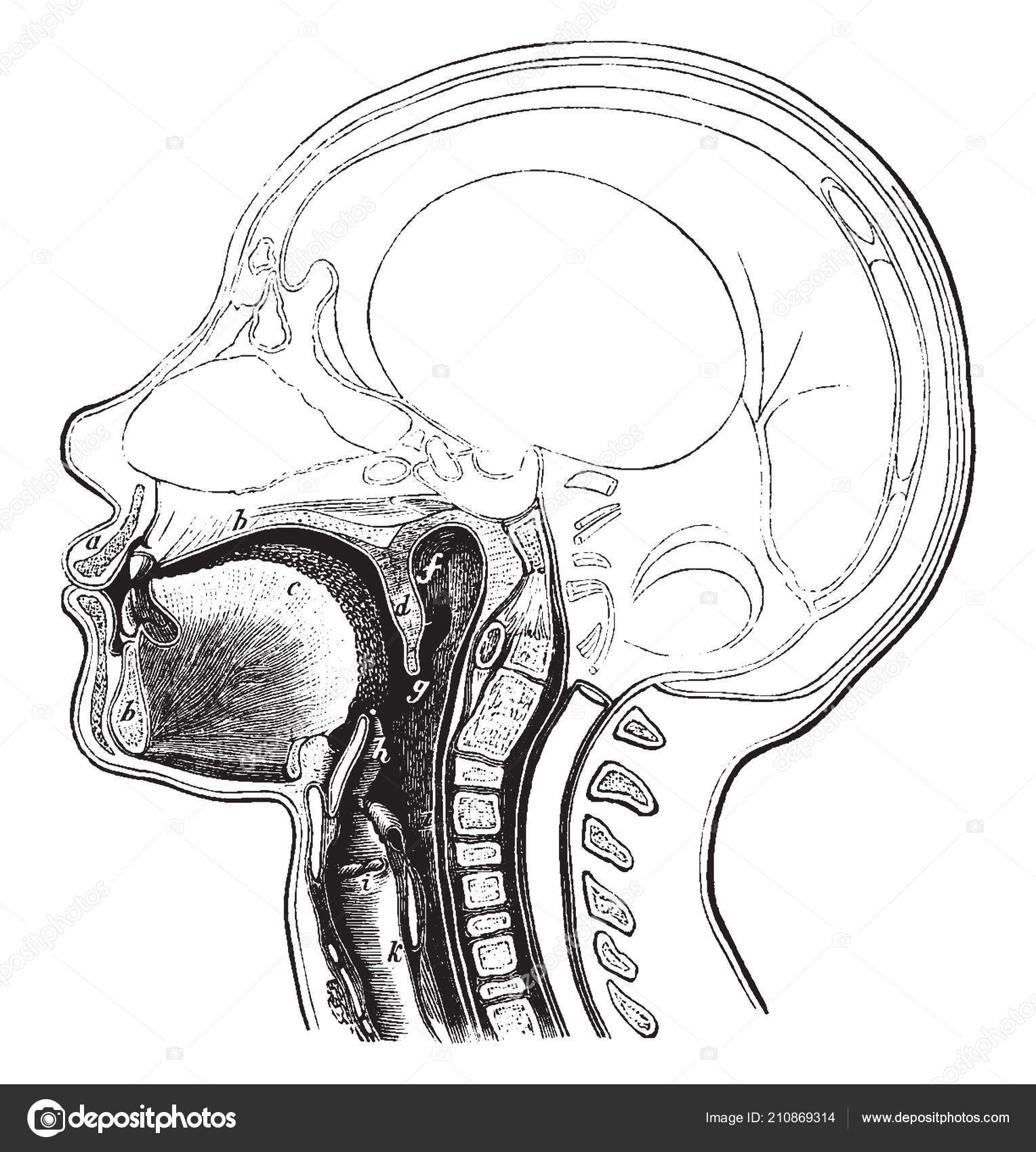 Este Diagrama Representa Passagem Para Esôfago Traqueia Desenho Linha ...