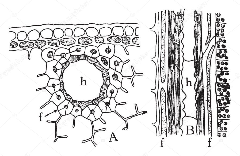 Desiderio Erasmo, 1466-1536, fue un humanista renacentista holandés ...
