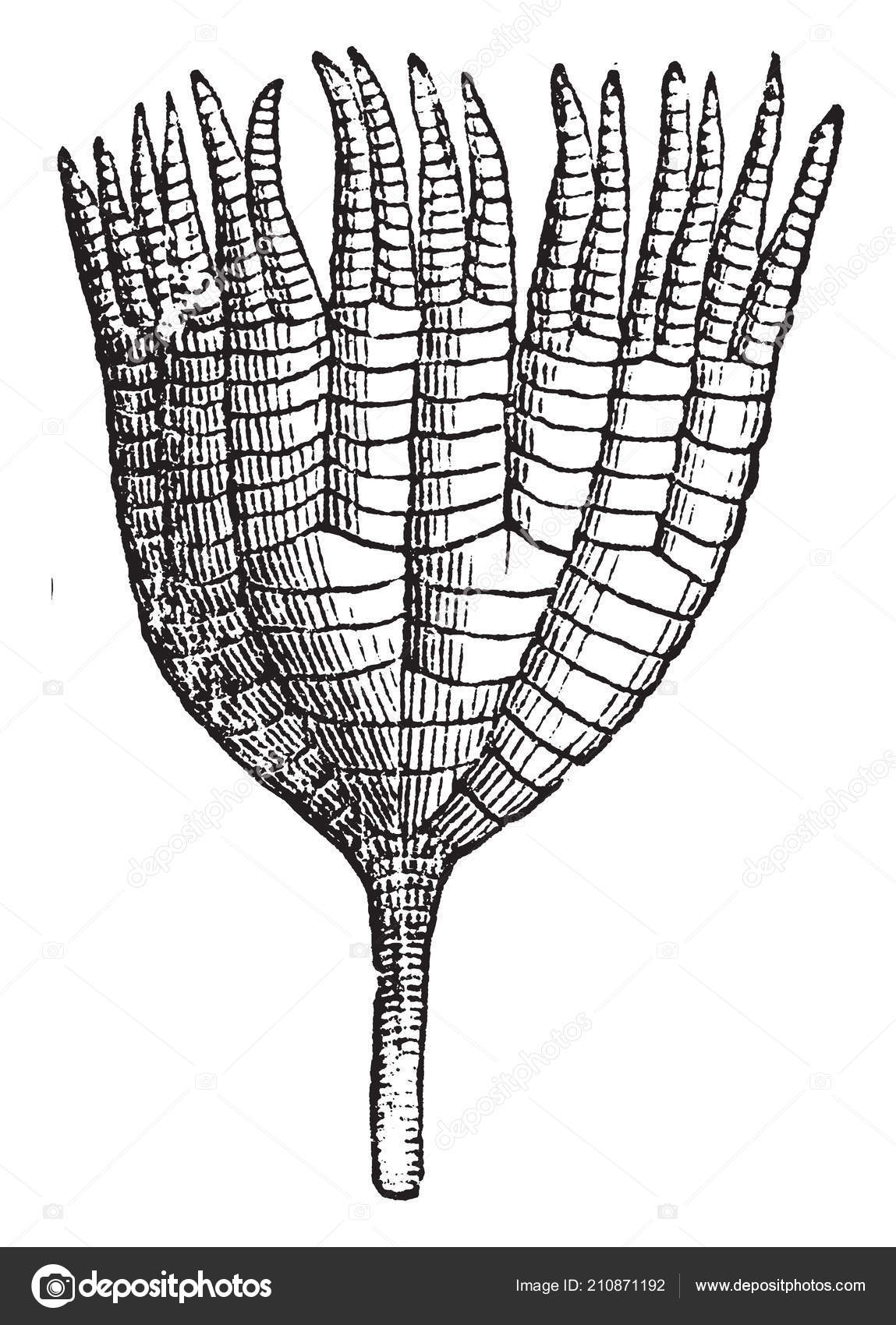 Ichtyocrinus Paleozonic Crinoid Found Silurian Limestone North America ...
