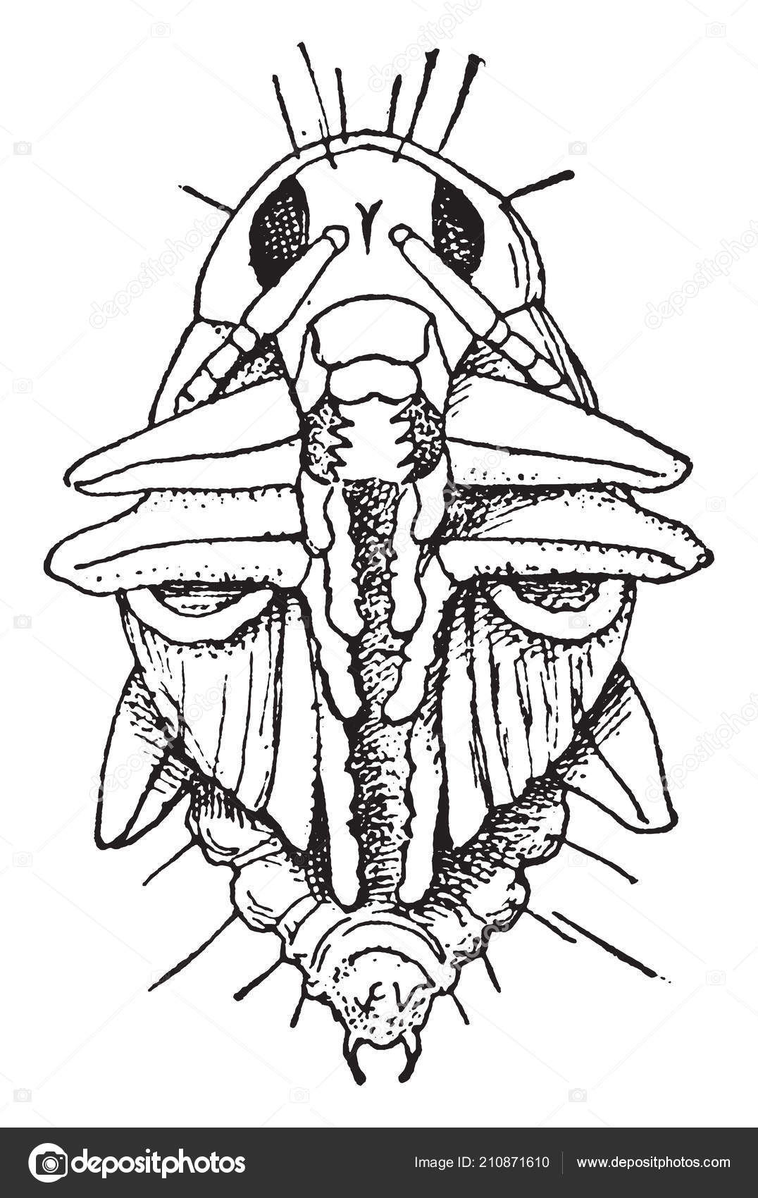 Picture Showing Free Cell Formation Spores Ascus Erysiphe Communis ...
