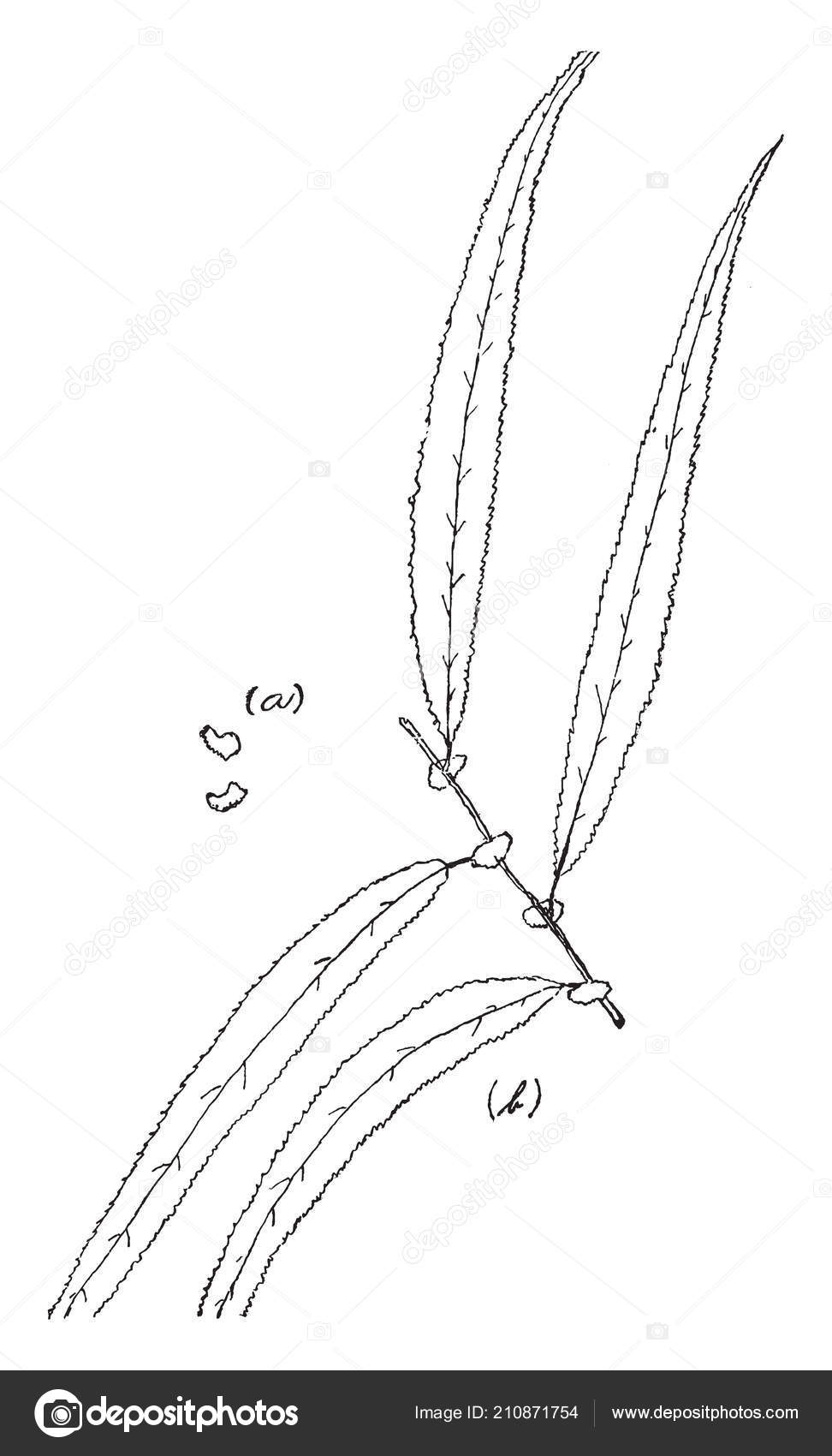 Picture Shows Repens Flower Plant Belongs Oxalidaceae Oxalis Repens Has ...