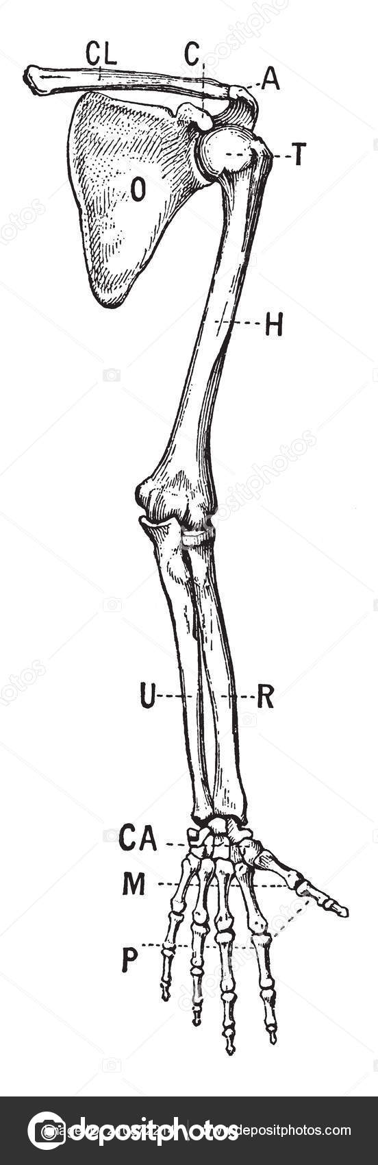Ventral Surface Scapula Vintage Line Drawing Engraving Illustration ...