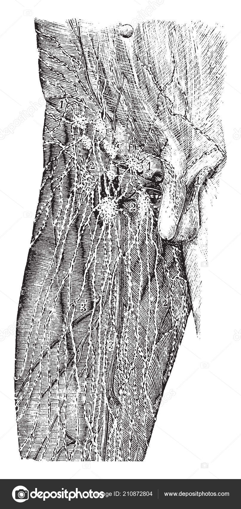 Illustration Represents Lymphatics Groin Thigh Vintage Line Drawing ...