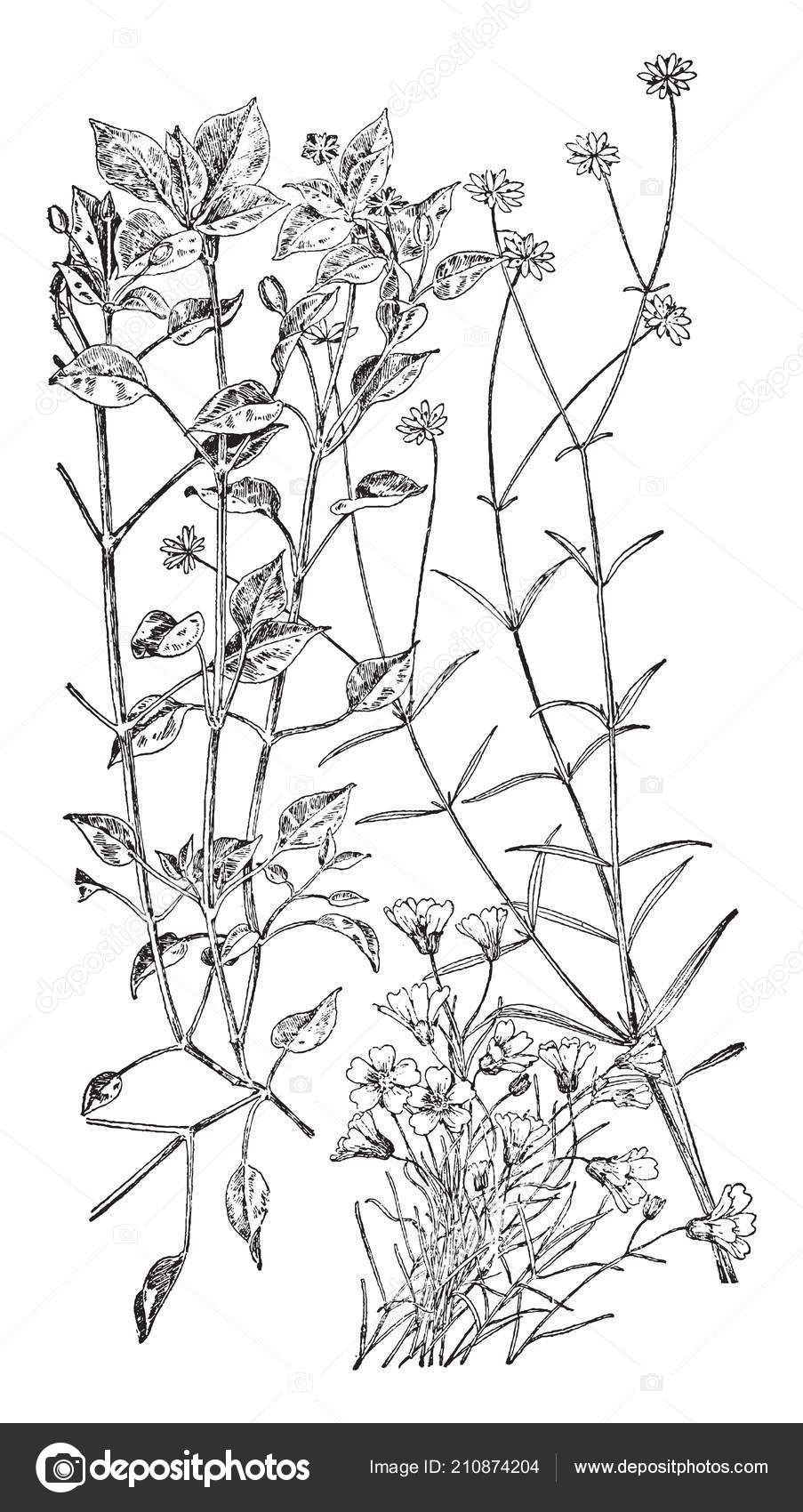 Winged Female Plant Bug Large Diverse Insect Family Vintage Line Stock ...