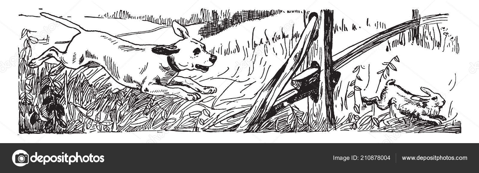 Image Represents Dog Chasing Rabbit Fence Vintage Line Drawing ...