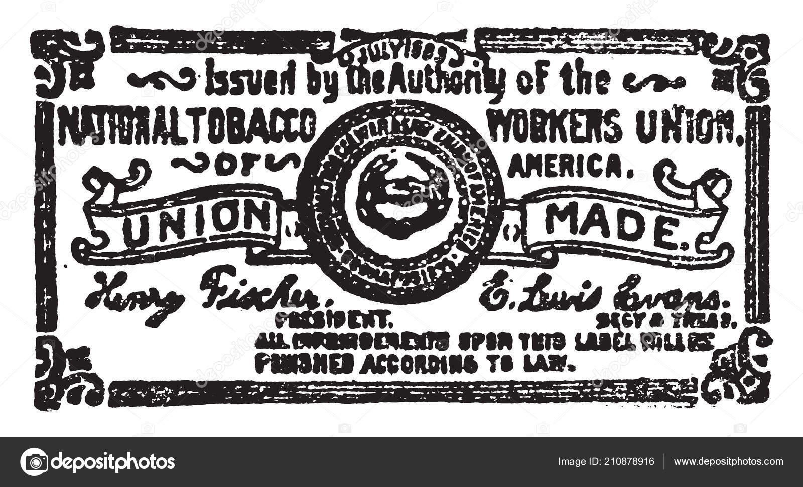 Picture Showing Figwort Also Known Scrophularia Marilandica Belongs ...