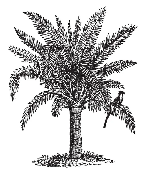 Picture Sago Palm Tree Sago Palm Common Name Several Plants — Stock ...
