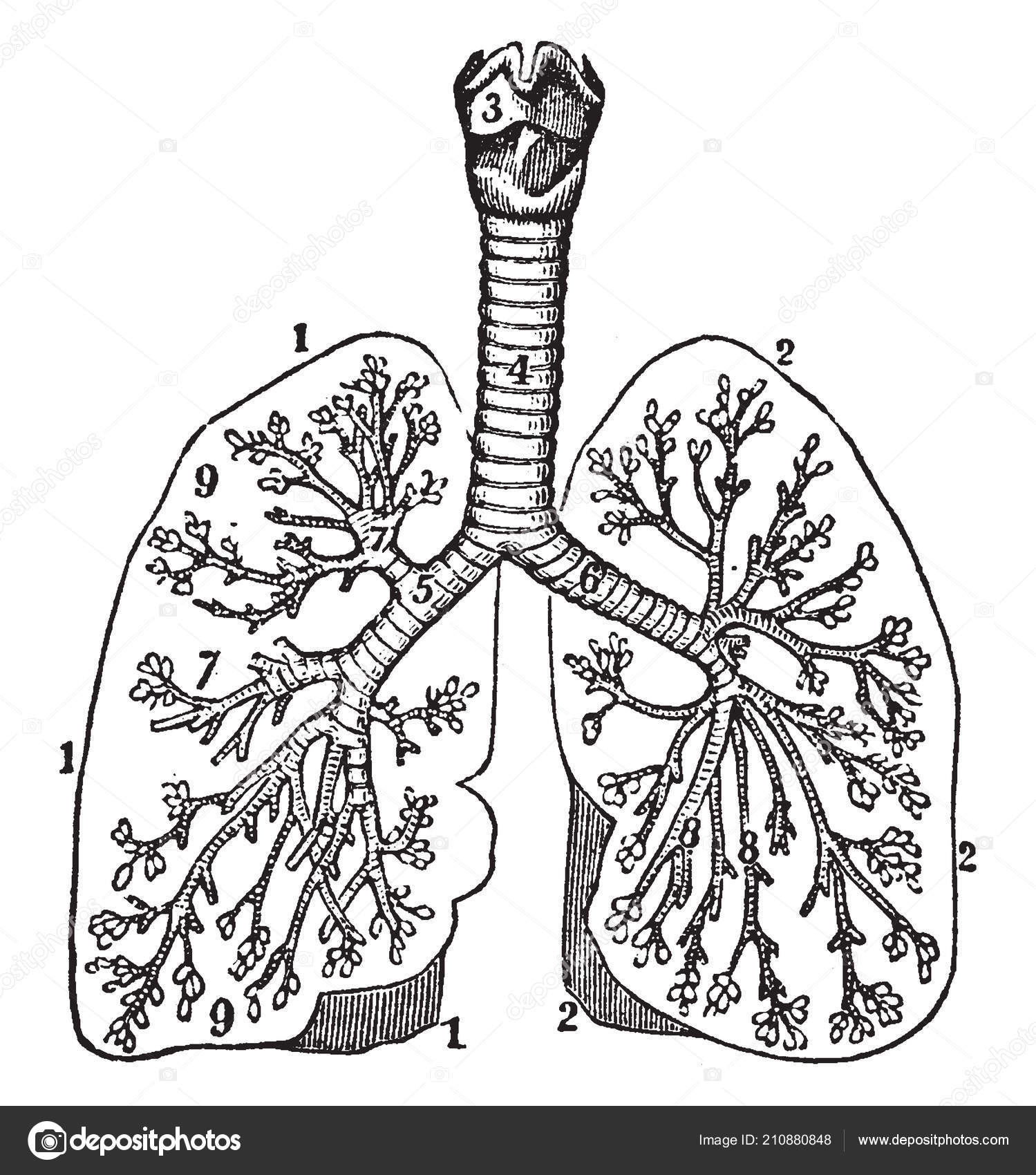 Illustration Represents Bronchia Vintage Line Drawing Engraving ...