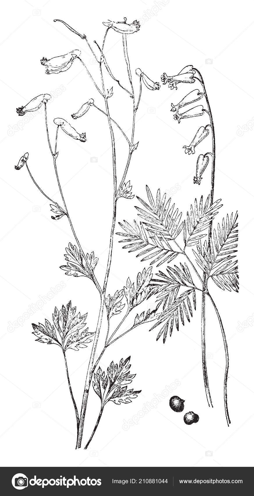 Image Shows Pinnatifid Pinnately Divided Lobes Reaching More Halfway ...
