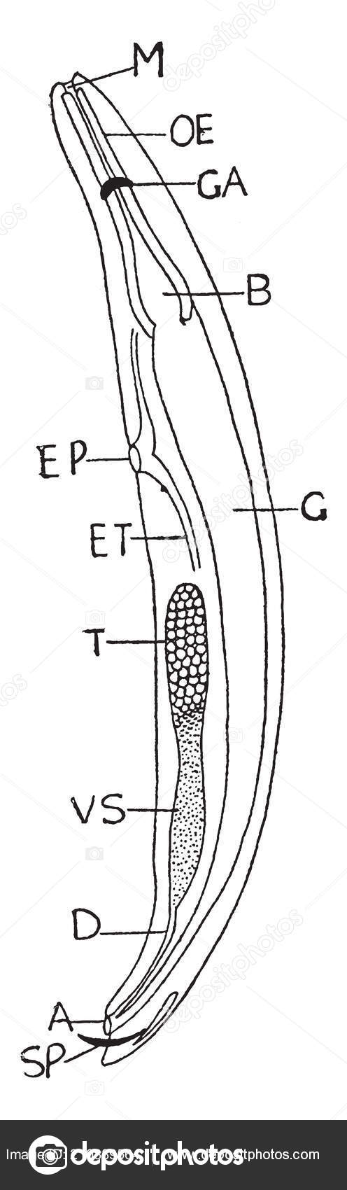 Nematode Diverse Animal Phylum Inhabiting Broad Range Environments ...