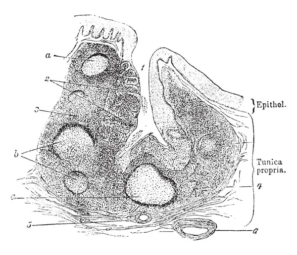 First Step Development Teeth Consists Downward Growth Rete Malpighi ...