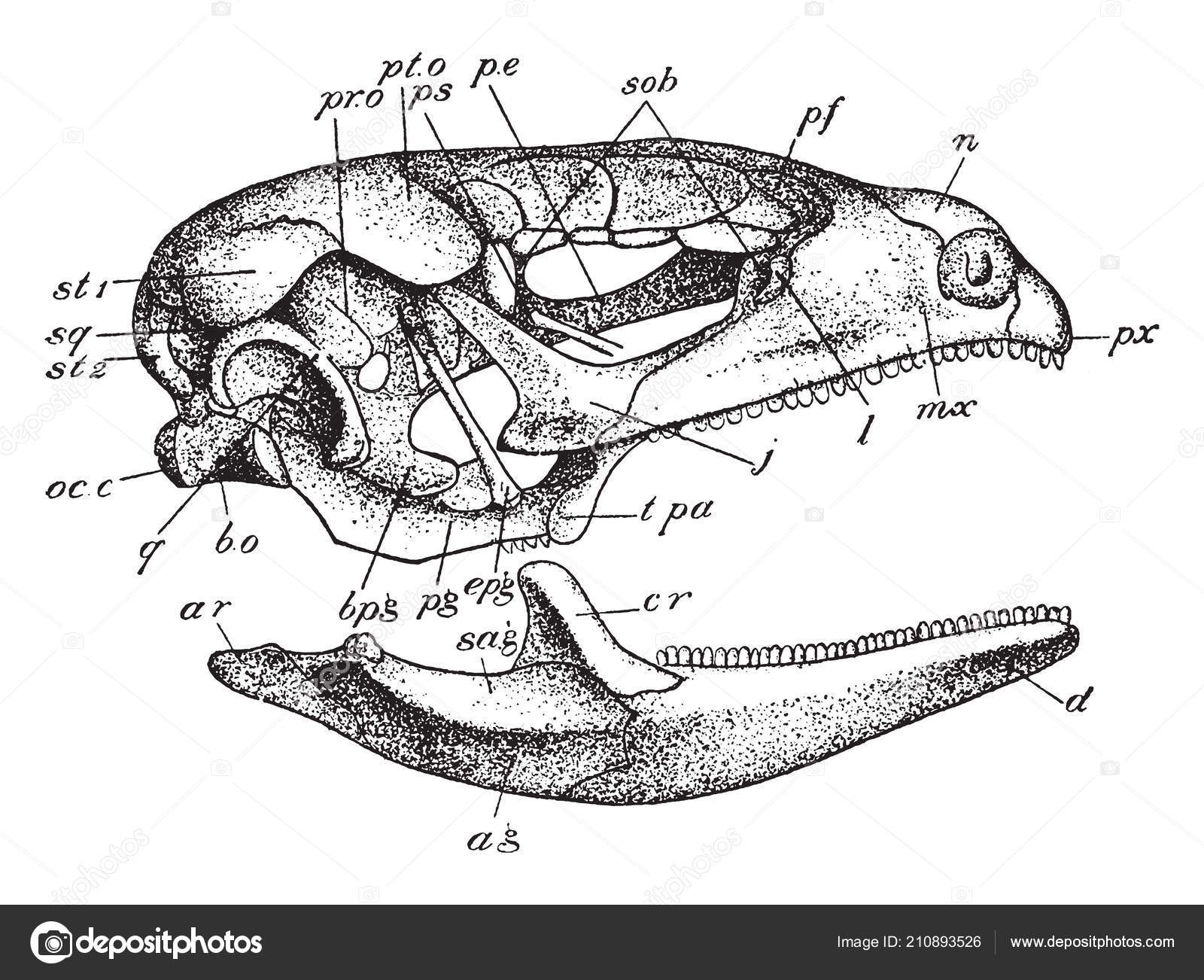 Side View Skull Lacerta Vintage Line Drawing Engraving Illustration ...