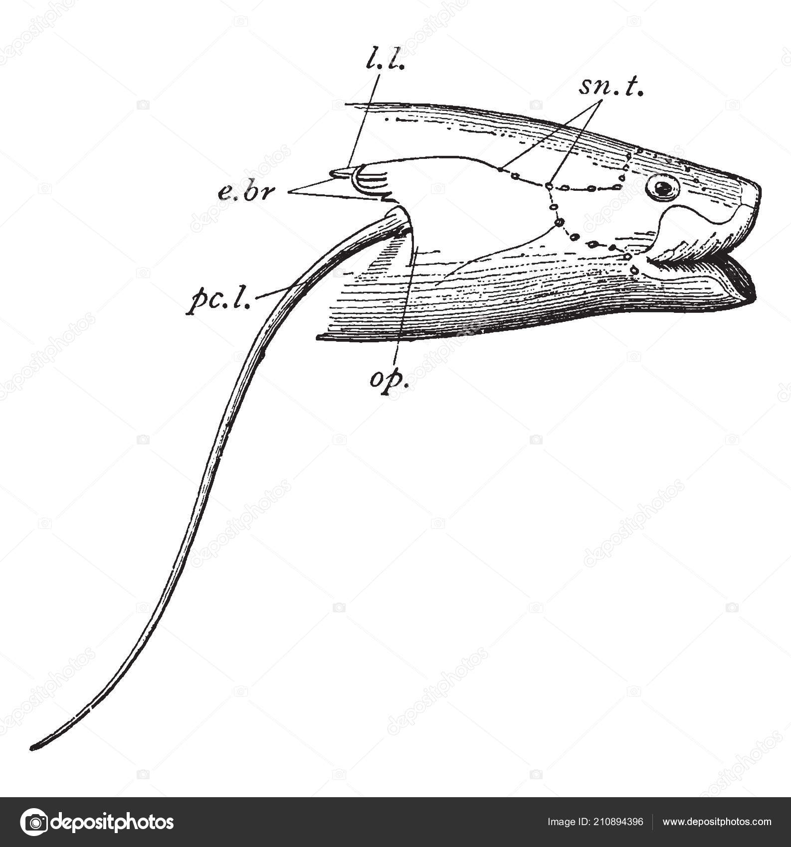 Head Region Protopterus Vintage Line Drawing Engraving Illustration ...