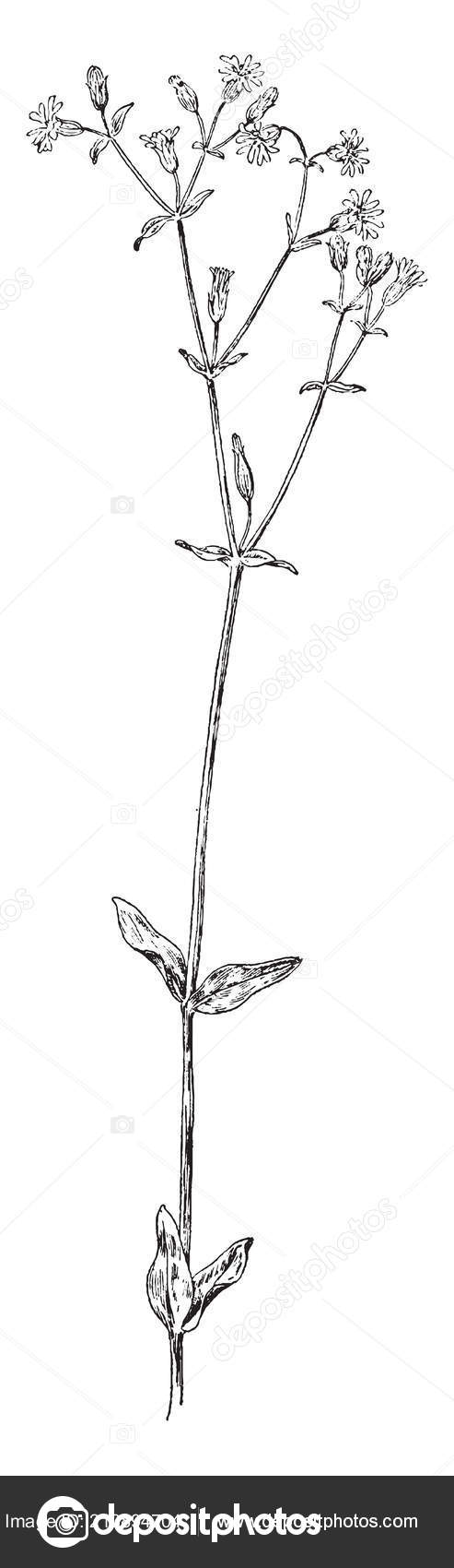 Picture Showing Left Chickweed Which Known Stellaria Media Middle ...