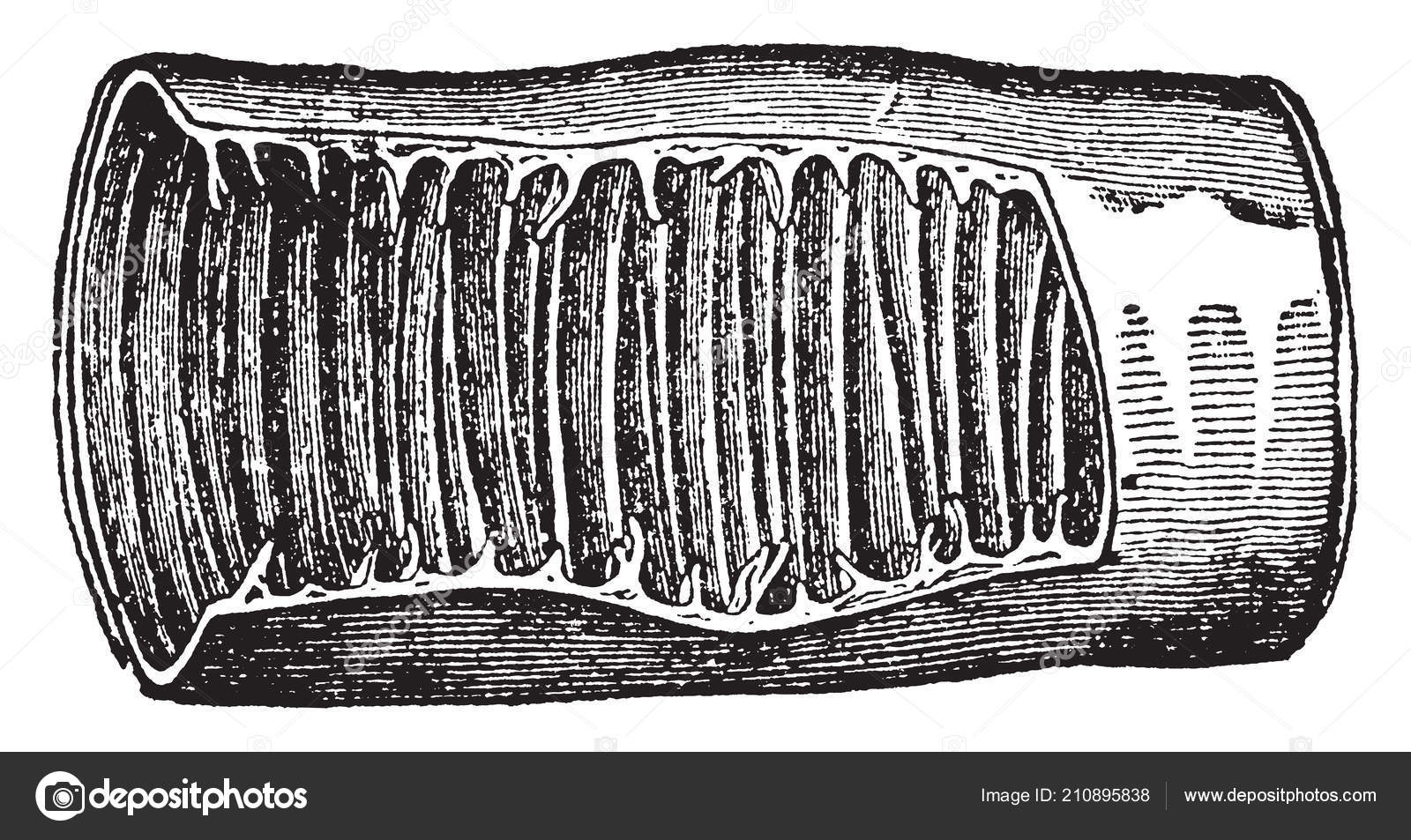 Illustration Represents Valvulae Conniventes Intestines Vintage Line ...