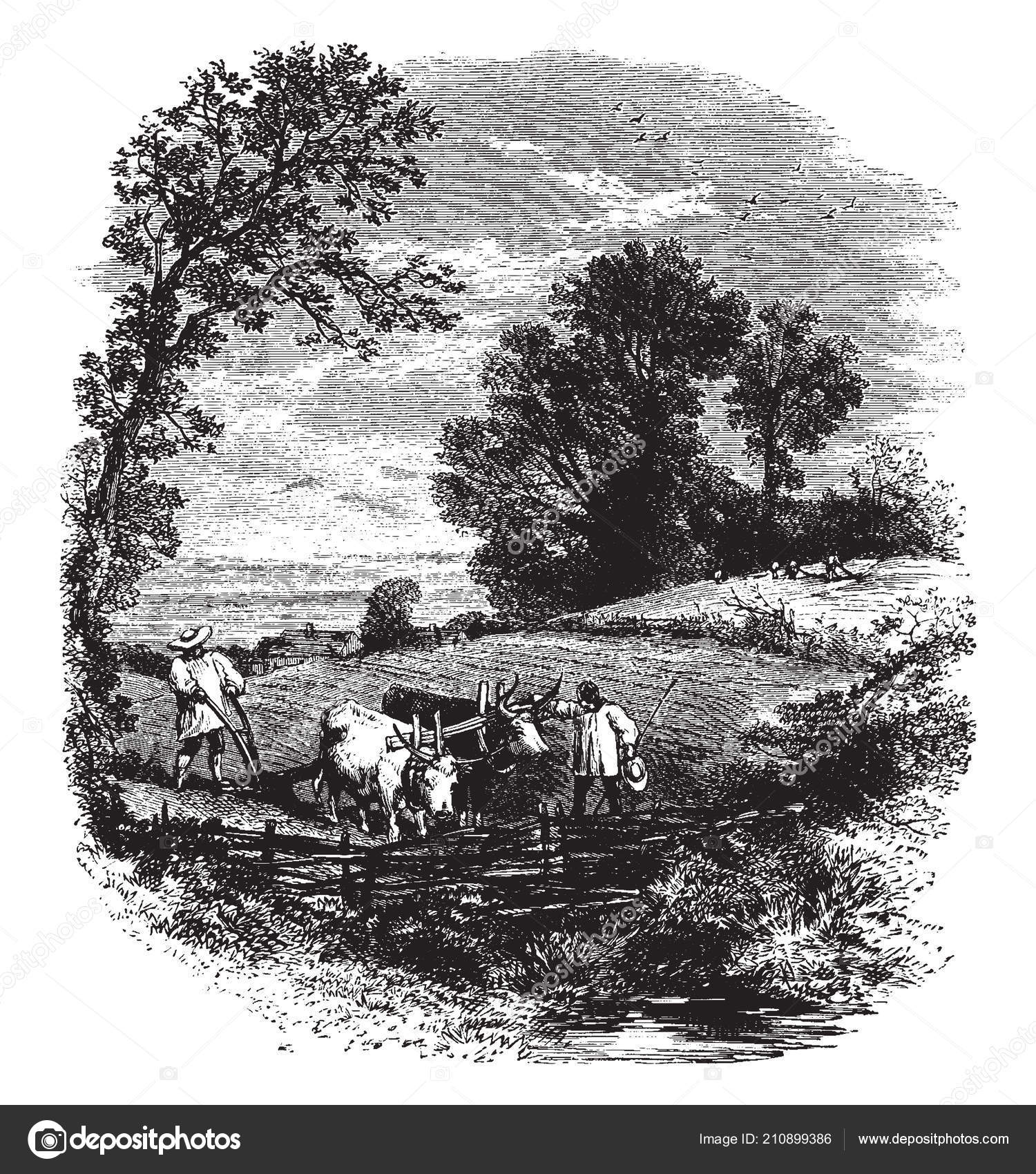 Two Oxen Plowing Field Pulling Plough Vintage Line Drawing Engraving ...