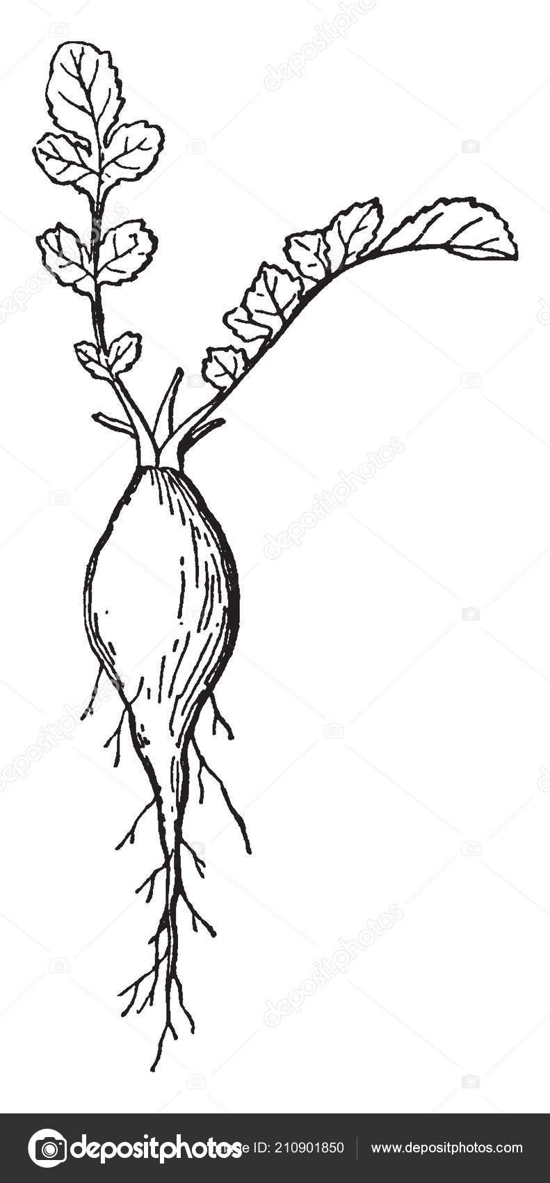 Spindle Shaped Root Radish Edible Root Vegetable Has Good Nutritional ...