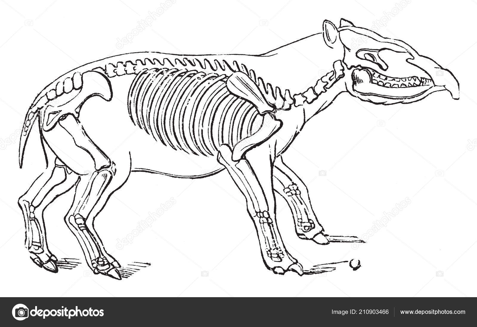 Palaeotherium Magnum Which Extinct Tapir Mammal Vintage Line Drawing ...