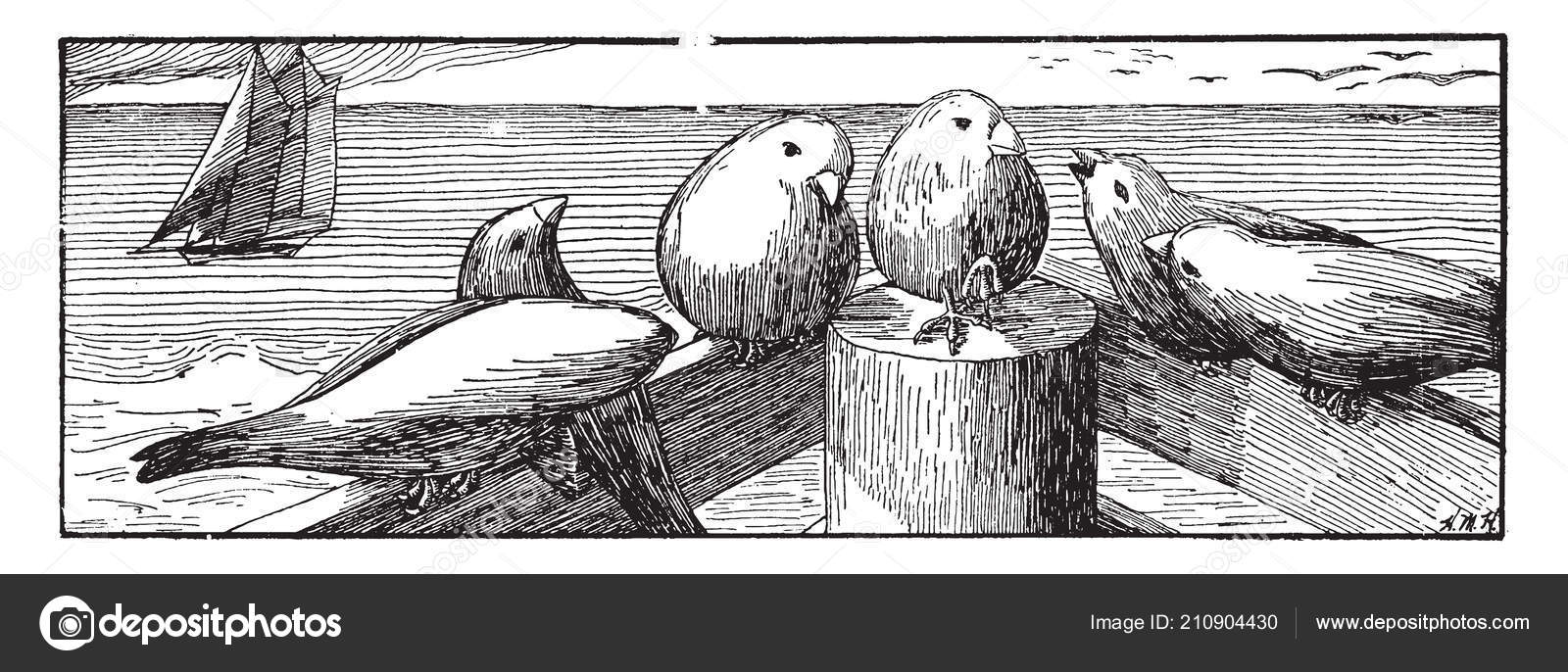 Six Sparrows Ship Flying Birds Background Vintage Line Drawing ...