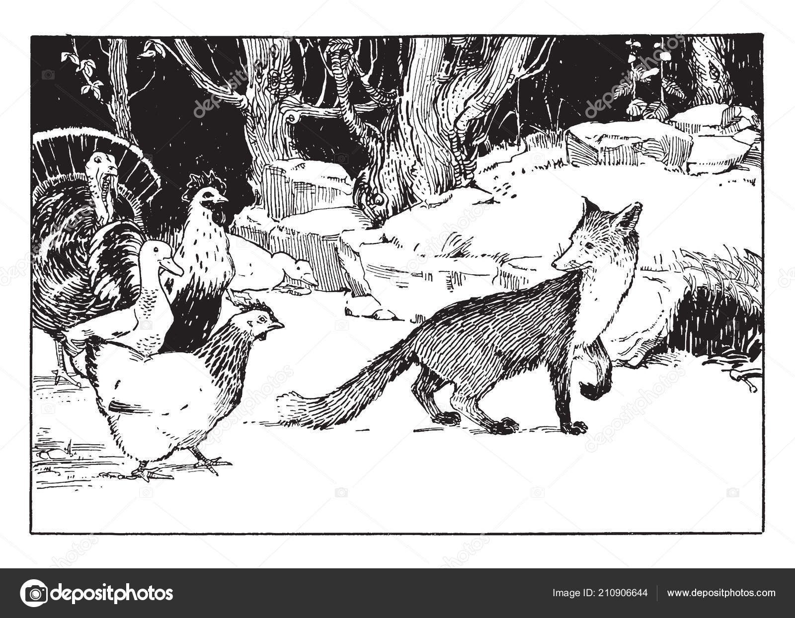 Fox Fowl Scene Shows Fox Being Followed Hen Duck Rooster Stock Vector ...
