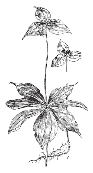 19,680,423 Panacea regina Vector Images | Depositphotos