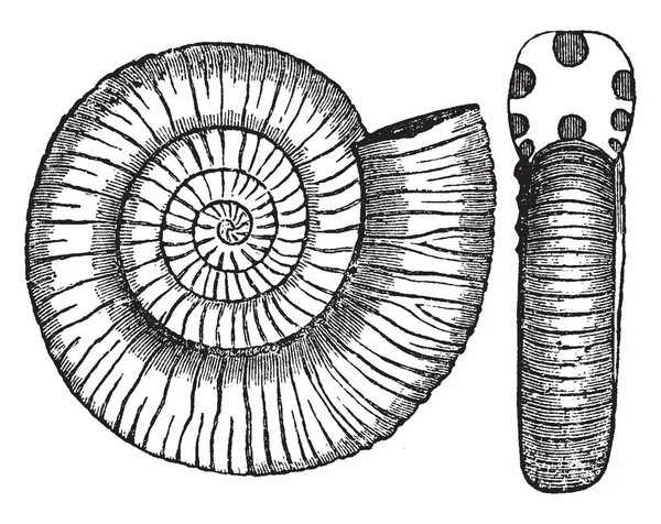 ᐈ Ammonite line drawing stock vectors, Royalty Free ammonites ...