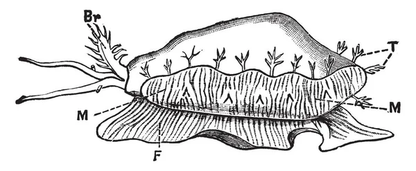 65 Cowry Vector Images, Cowry Illustrations | Depositphotos