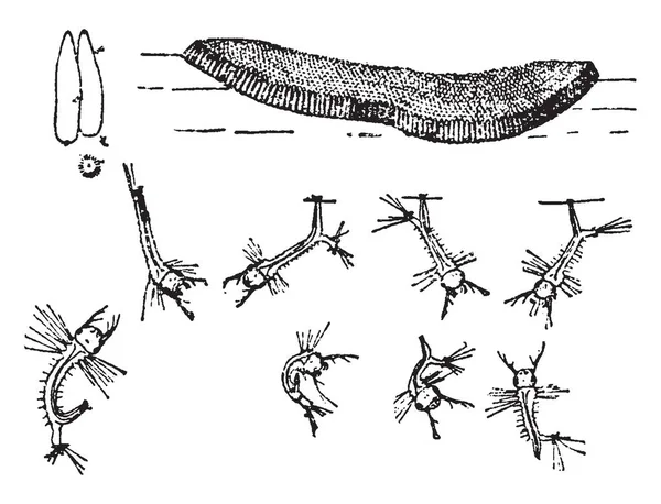 Filiform appendages Stock Photos, Royalty Free Filiform appendages ...