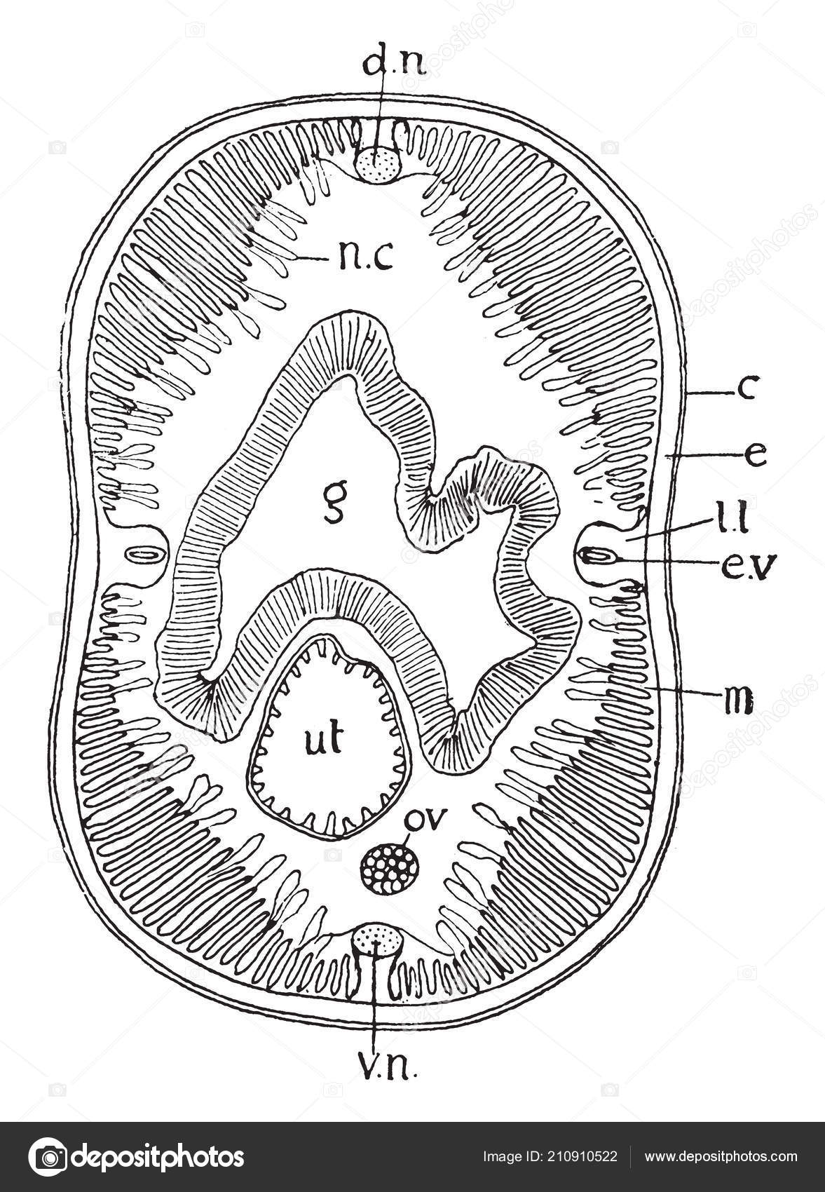 Ascaris Labelled Diagram