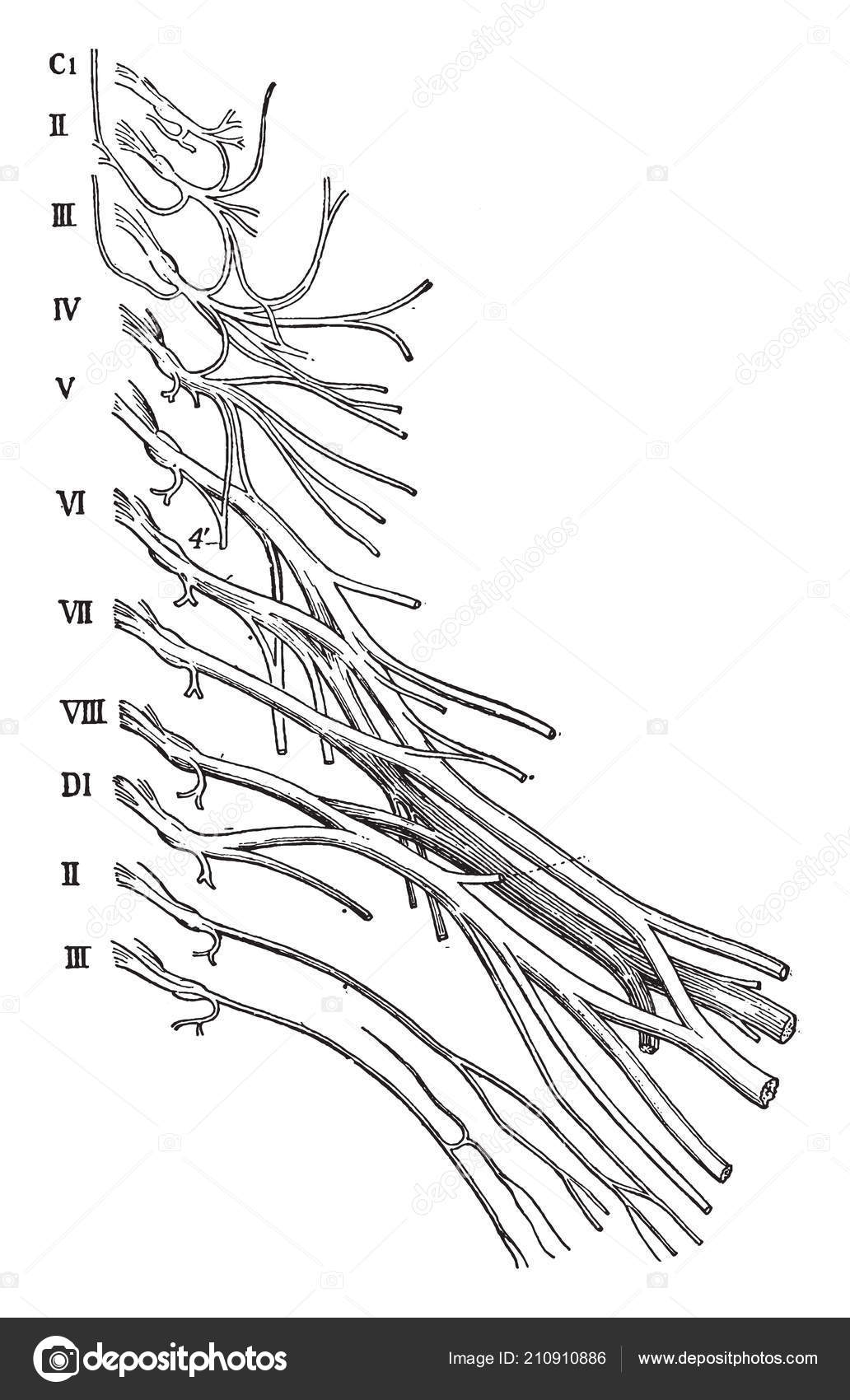 Cervical Plexus Drawing