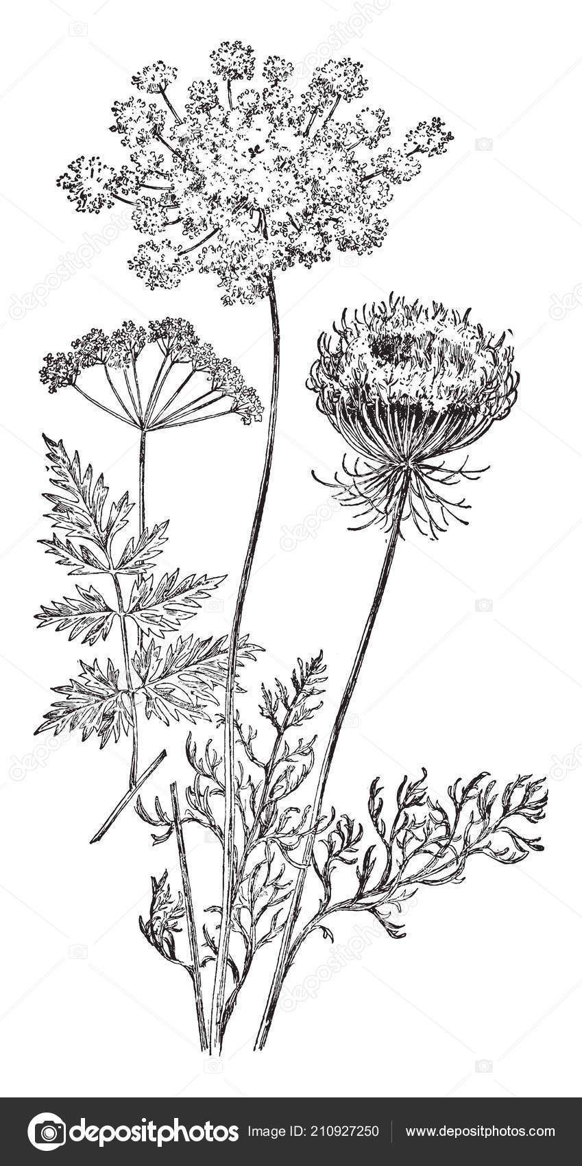 Biennial Plant Drawing