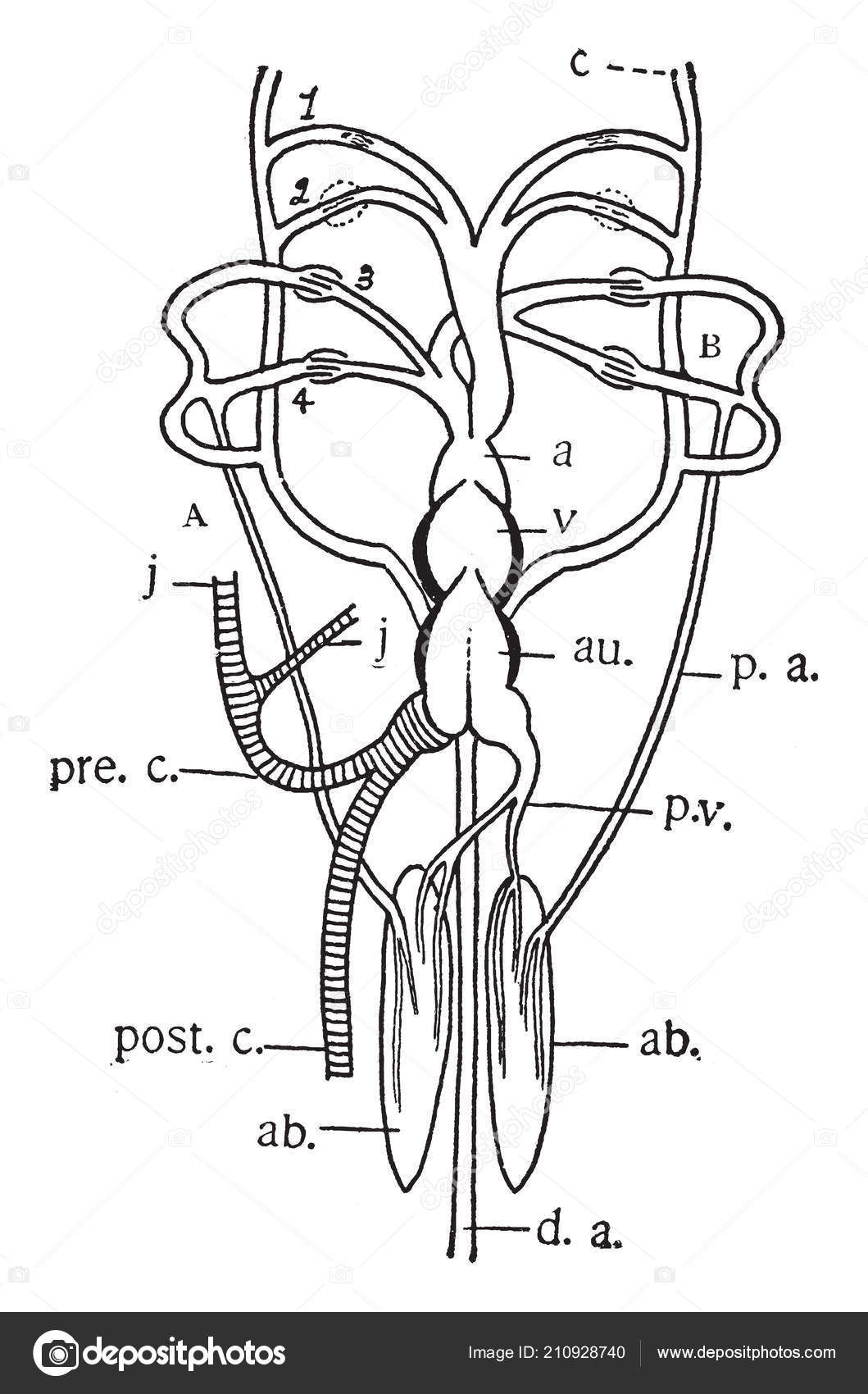 Diagram Heart Branchial Arches Protopterus Vintage Line Drawing ...