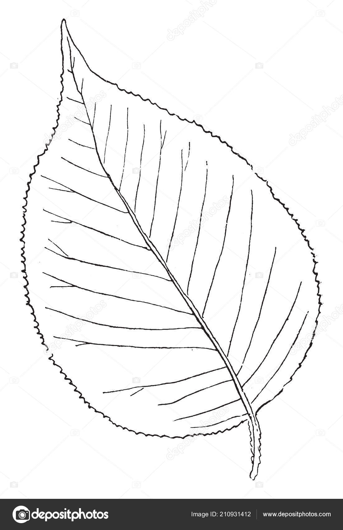 Three Leaflet Pairs Desmodium Paniculatum Plant Leaves Lanceolate ...